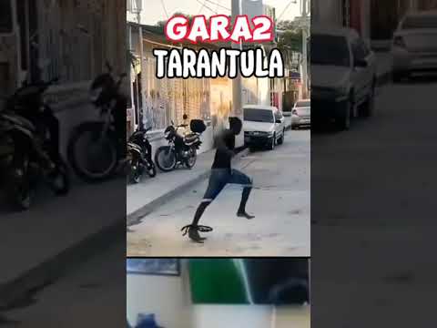 TARANTULA NYASAR bikin ngakak @pelitahationtv