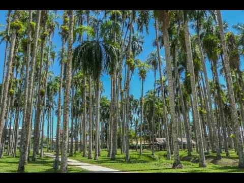 09 09 2023 Palmentuin ondergaat vernieuwingen | Suriname Nieuws Centrale