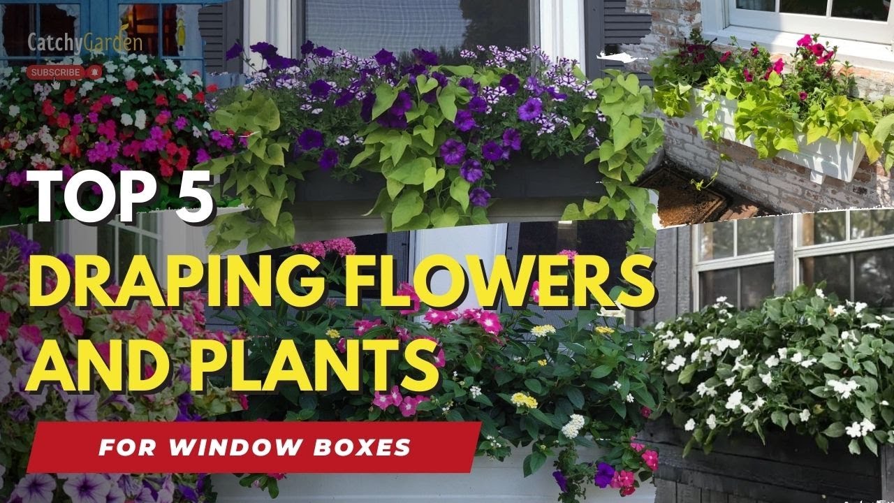 Top 5 Draping Flowers and Plants for Window Boxes 🌸🪴🌷