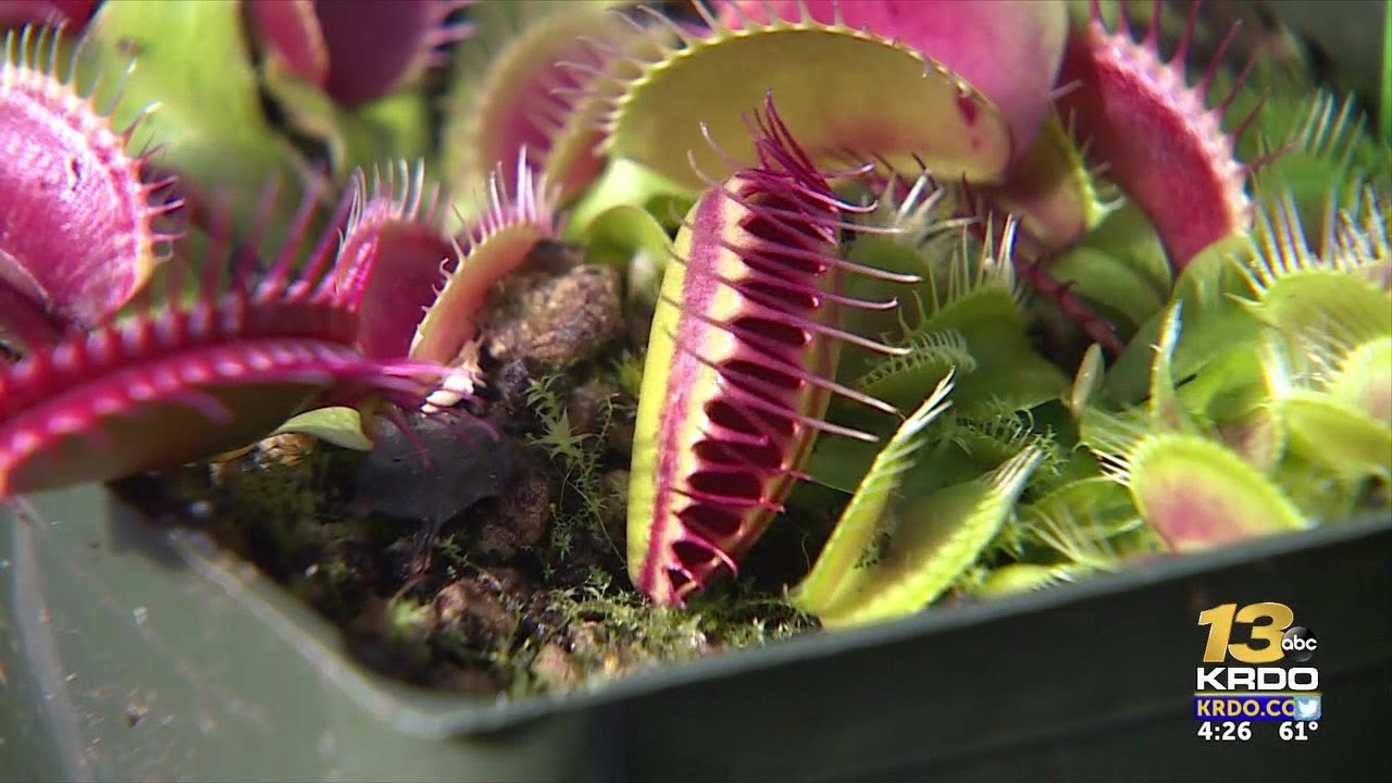 Colorado Springs man grows world's largest Venus flytrap