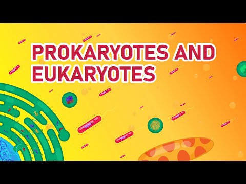 Prokaryotic Cell vs Eukaryotic Cell Video Lecture - Crash Course for ...