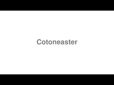How to Pronounce "Cotoneaster"