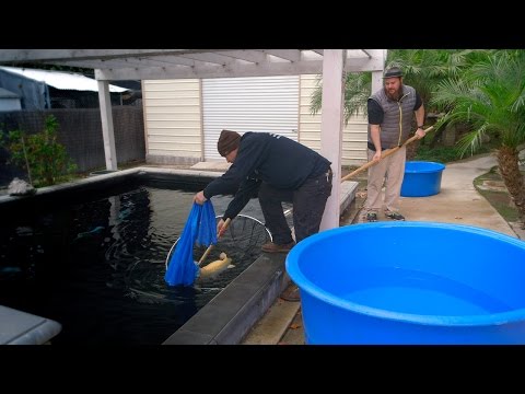Koi Discussion - Yamabuki Ogon
