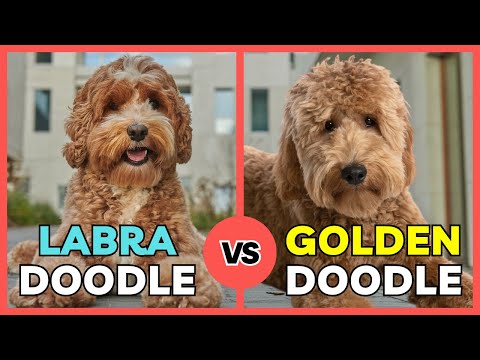 Labradoodle vs Goldendoodle | Subtle but Unique Differences