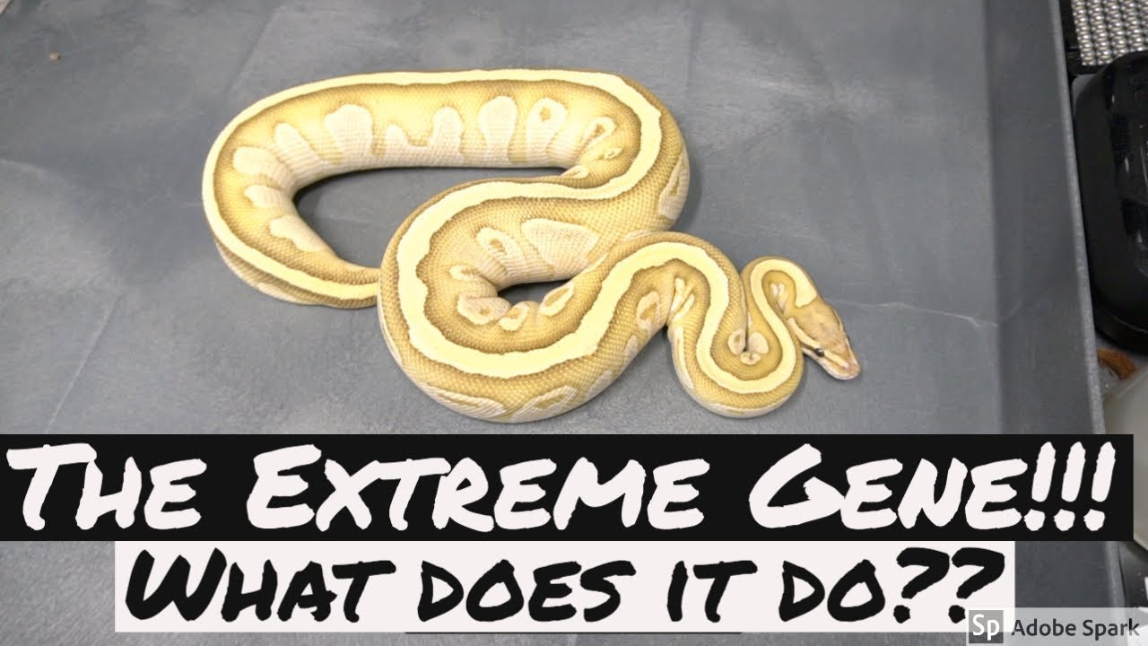 Extreme Ball Pythons!!!! RCR