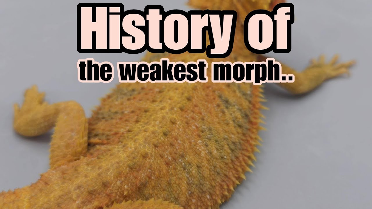 Bearded Dragon History: Translucent