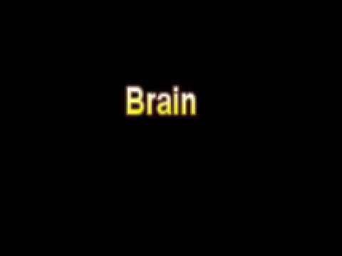 What Is The Definition Of Brain Medical Dictionary Free Online
