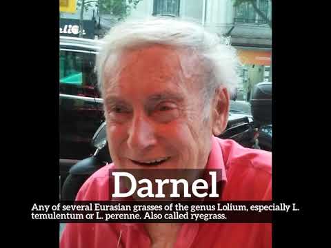 How Does Darnel Look? | How to Say Darnel in English? | What is Darnel?