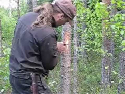 Making Pine Bark Bread – William Rubel