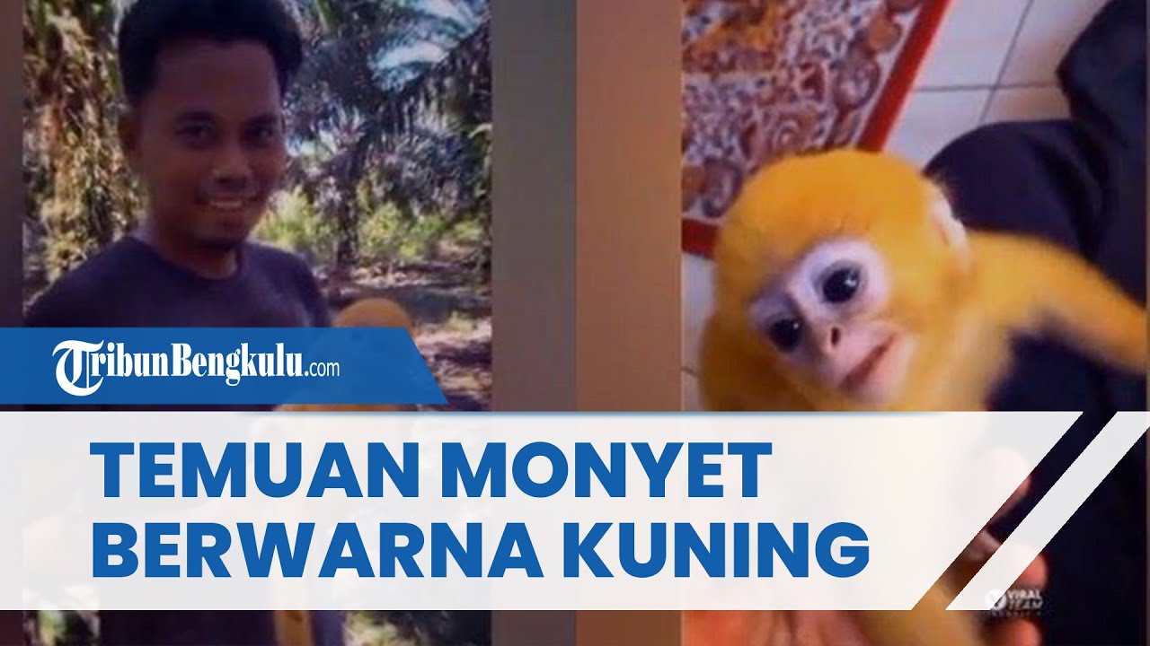 VIRAL Pria Temukan Monyet Berwarna Kuning Emas dan Berekor Panjang di ...
