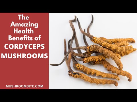 Cordyceps, the Zombie Mushroom
