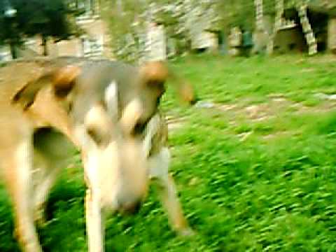 Elza – a dog, finally given a second chance | Cats from Bulgaria in a ...