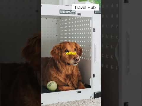 Top 5 Pet-Friendly U.S. Airlines #cat #dog #petfriendlyairlines #airlines #usa
