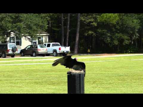 Turkey Vulture Flying