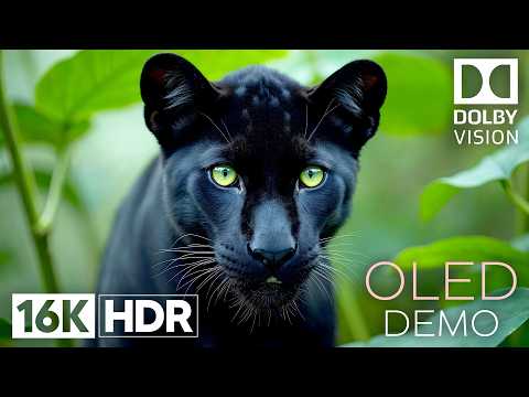 16K HDR Video Ultra HD in Dolby Vision - OLED Display Demo
