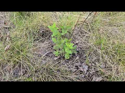 Anise Hyssop (Agastache foeniculum) one year after planting from seed grown plug