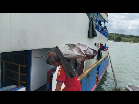 BURUH PIKUL IKAN TUNA