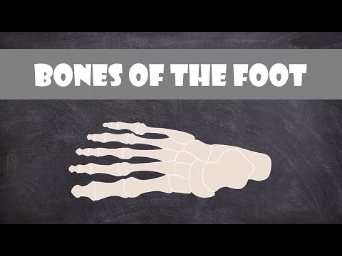Bones of the Foot | Anatomy