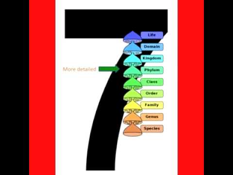 The 7 Levels of Classification