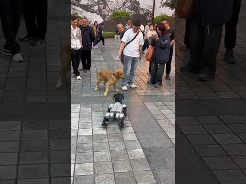 Robot Dog: Hey, little Goldilocks🐕, I'm going to jump #robotdog #funny #shorts #viral