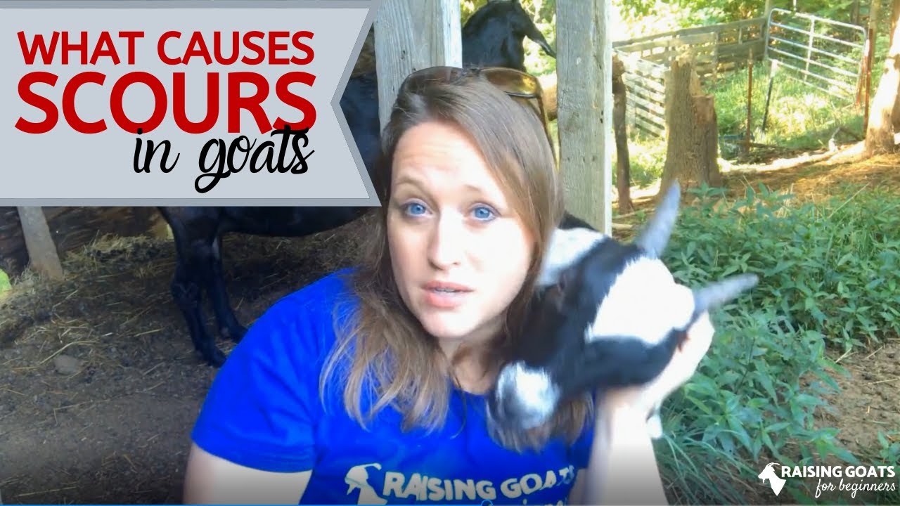 What Causes Scours in Goats