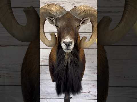 Mouflon Ram taxidermy process! π #taxidermy #animals #sheep #art