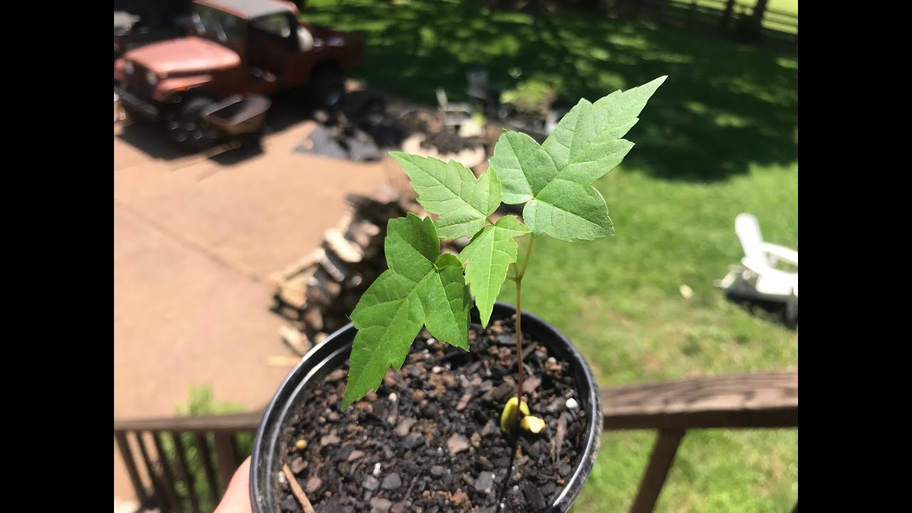 How to grow Silver Maple trees from seed