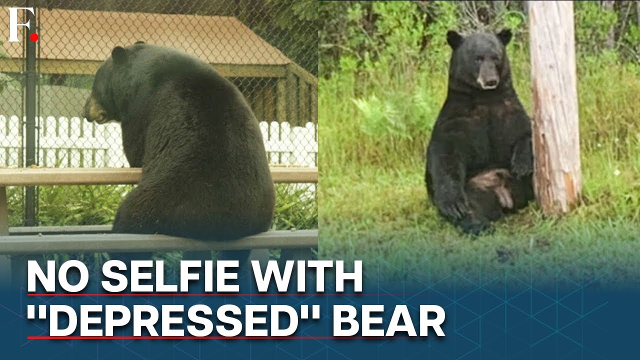US: Florida Police Warn Against Selfie With Bear Over His Mental Health Crisis