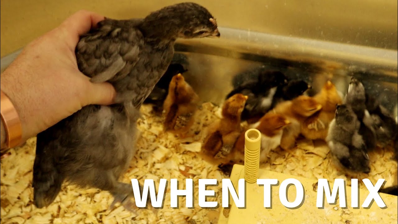 Mixing Different Aged Chicks in Your Brooder | Yes, No, Maybe?