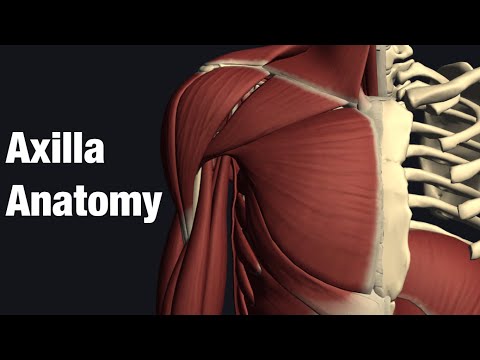 Anatomical relationship of axilla (English)