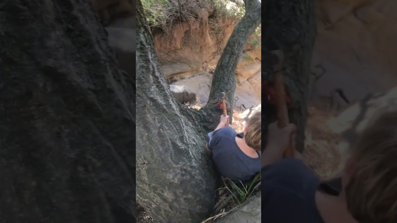 Kids climbing super high up in a tree.        (Super Dangerous).                 (Don’t try at home)