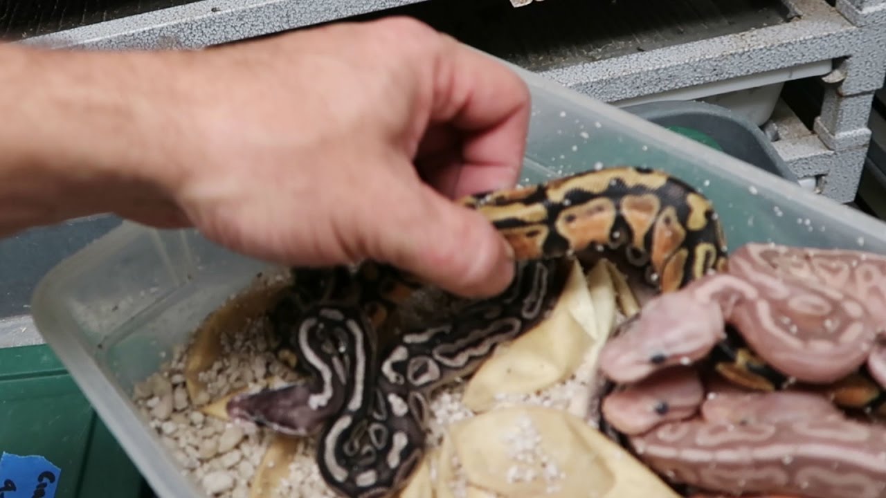 DO YOU KNOW YOUR BALL PYTHON MORPHS!? | BRIAN BARCZYK