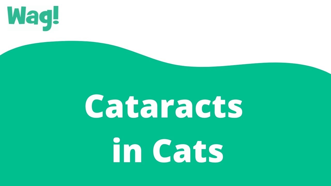 Cataracts in Cats | Wag!