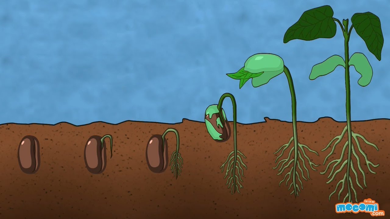 What is Germination of Seed - Plant Science for Kids | Educational Videos by Mocomi