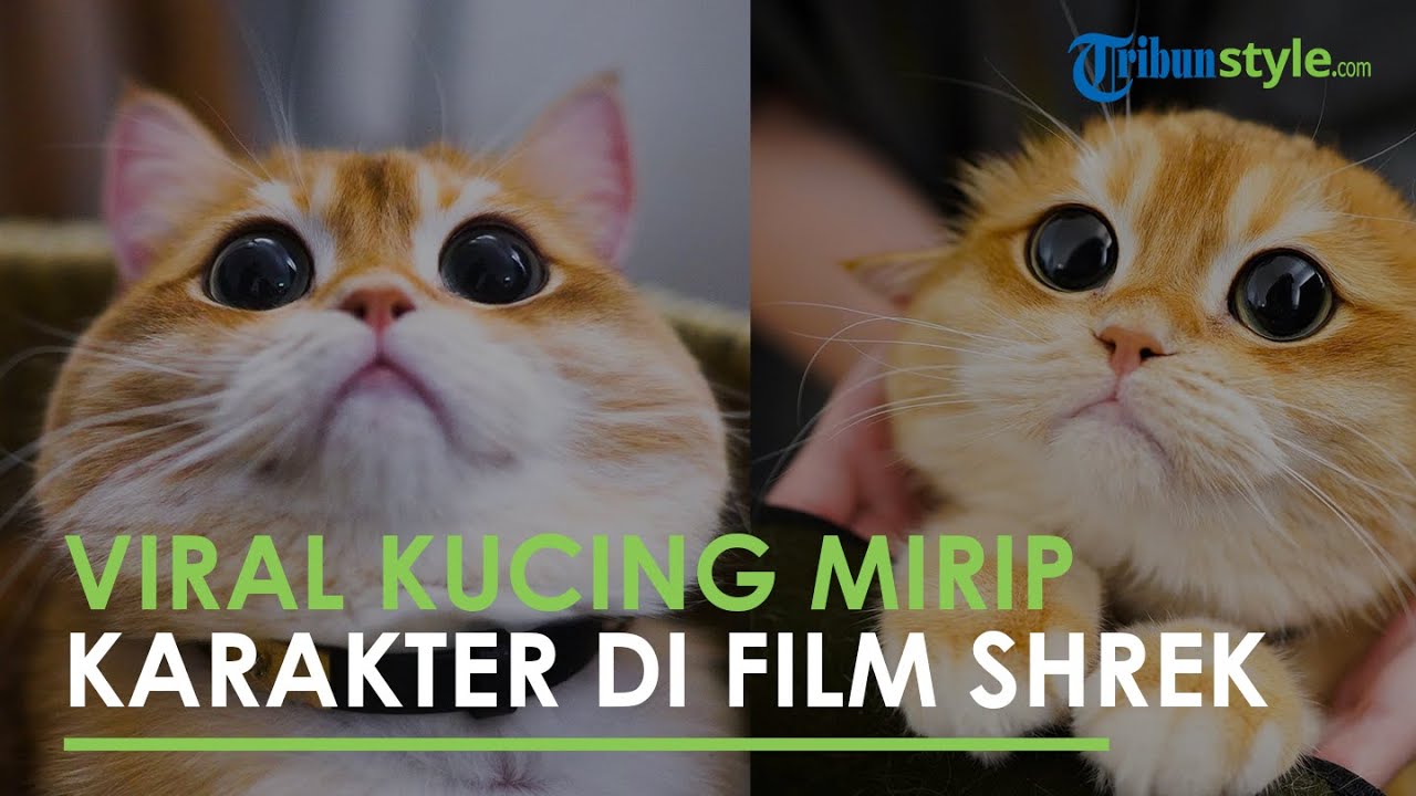 Viral Kucing Oren Mirip Karakter di Film Shrek Jadi Selebriti, Netizen ...