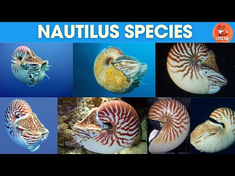 Learn🐚 Nautilus Species Names in English for Kids #kidslearning #animals #seaanimals
