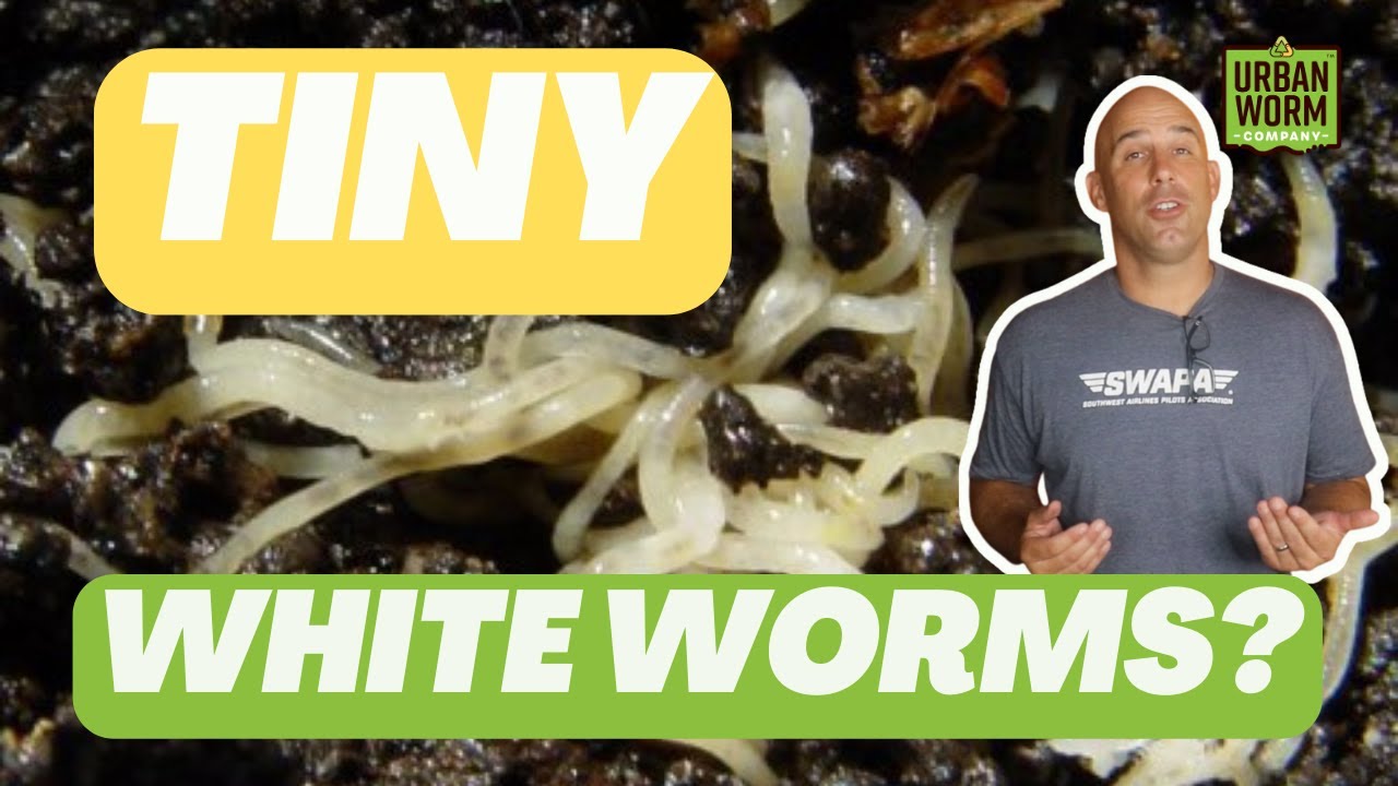 Tiny White Worms  in Your Worm Compost, Explained