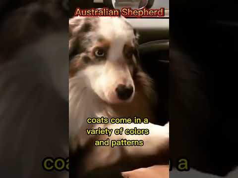 Australian Shepherd (New 2023 upload)