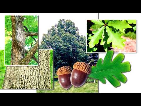 Tree ID: White Oak (AskMDC)