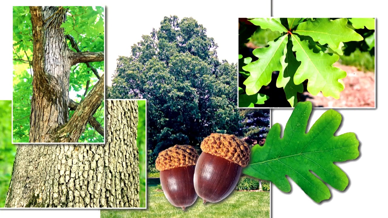 Tree ID: White Oak (AskMDC)