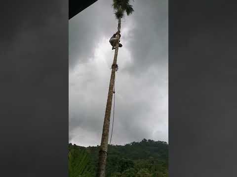 How to Cut an Old Betel Nut Tree beside a house/Moma/Buwa/Mama