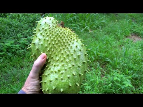 Soursop - Wholesale Price & Mandi Rate for Lakshman Phal