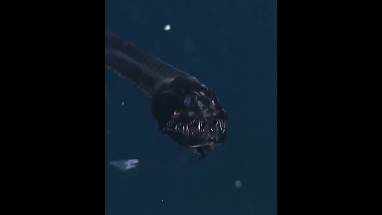 Meet the black dragonfish of the deep sea