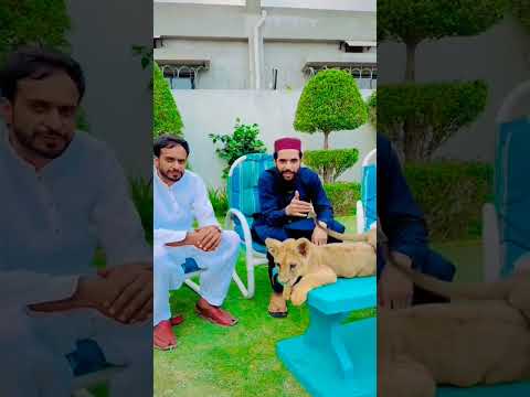 Many names of loin 🦁 in Arabic #lion #name #arabic #islam #religion #kinglion #zamzam #lahore #vpn