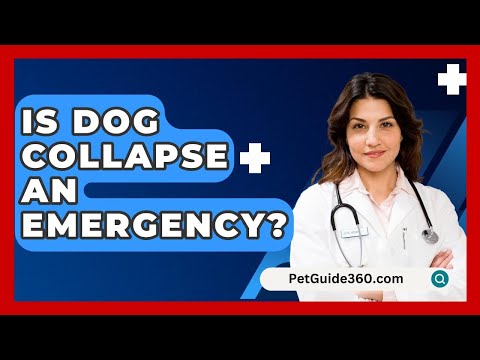 Is Dog Collapse An Emergency? - PetGuide360.com