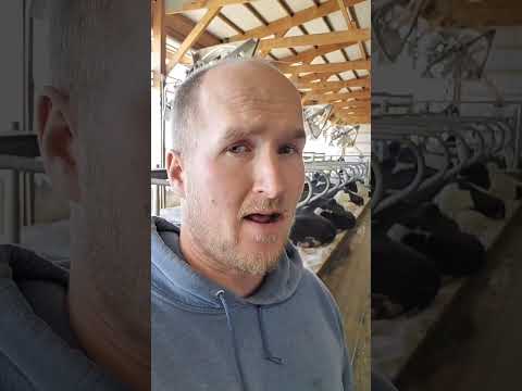Body language is critical when working with dairy cows