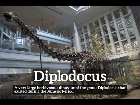 What is Diplodocus? | How Does Diplodocus Look? | How to Say Diplodocus in English?