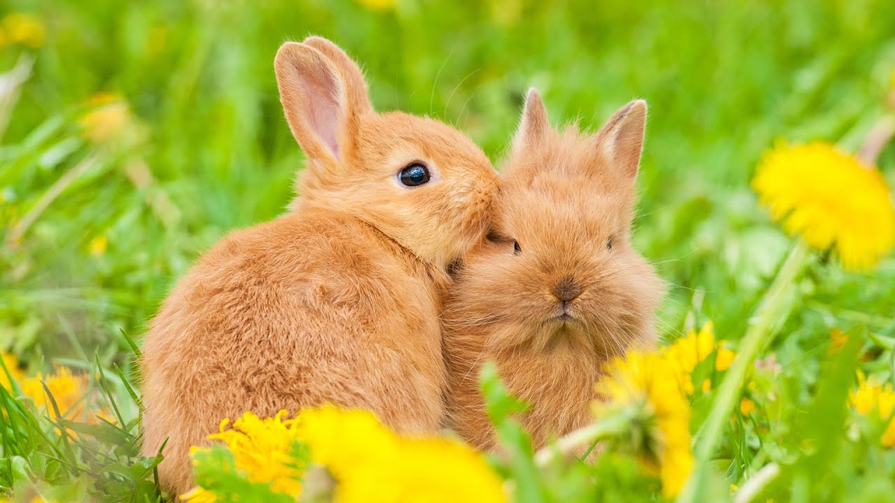 Beautiful Instrumental Hymns, Peaceful Music, Piano & Flute 