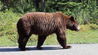 Beren spotten in Canada - de kans is groot dat je ze ziet