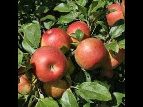 Honeycrisp Apple Tree Pollination Chart : Top Picked from our Experts
